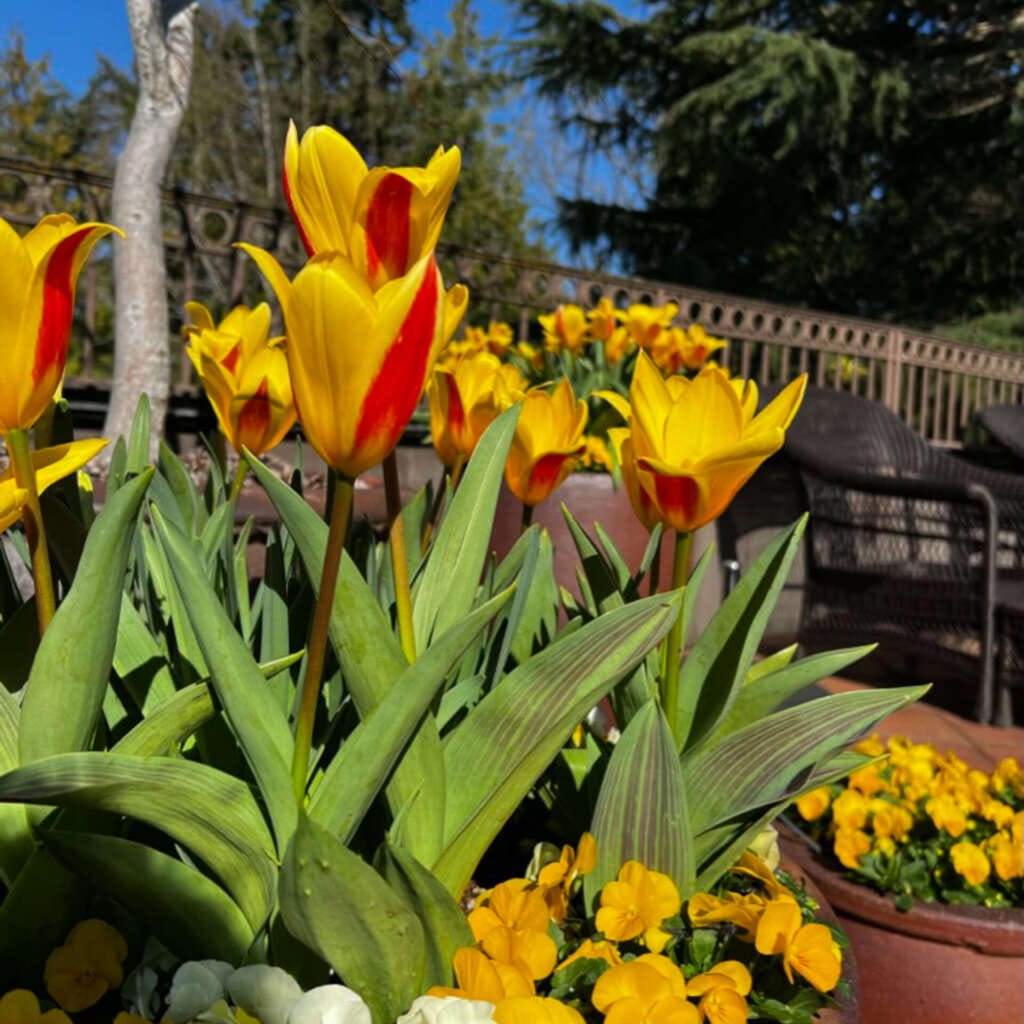 Custom Garden Designs for Every Home - Trillium Landscape Design