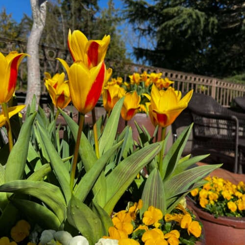 Custom Garden Designs for Every Home - Trillium Landscape Design